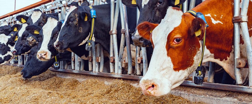 Geohellas | Animal & Feed Hygiene